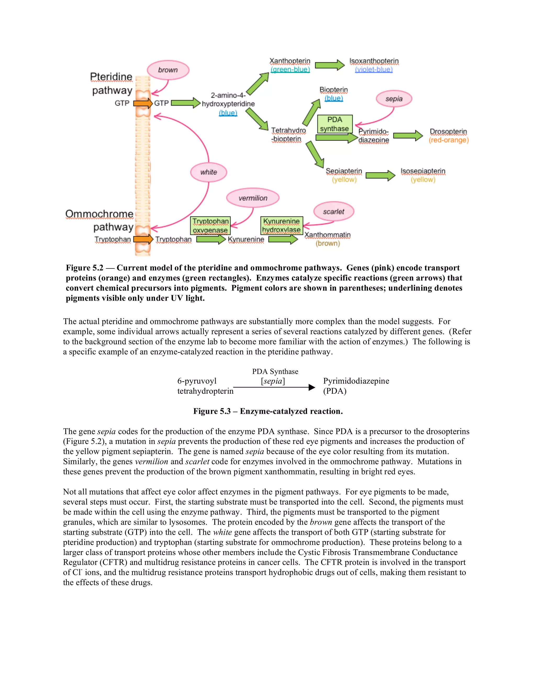 Eye color mutations chromatography drosophila | PDF
