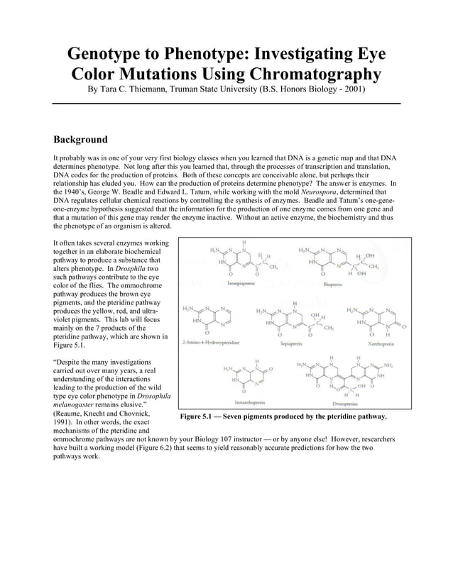 Eye color mutations chromatography drosophila | PDF