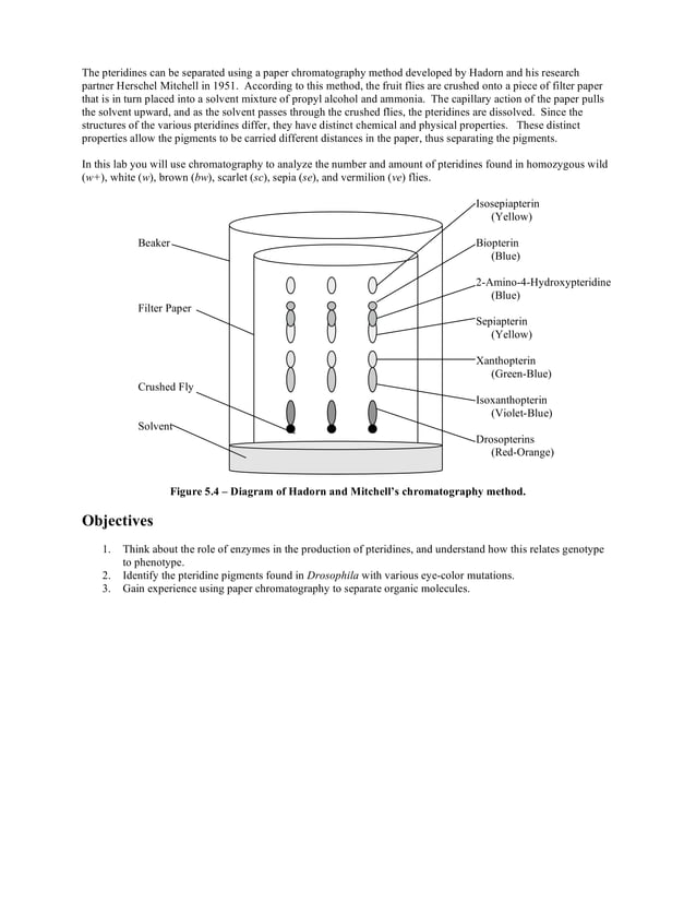 Eye color mutations chromatography drosophila | PDF