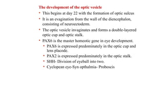 CLASS NOTES EYE DEVELOPMENT PRESENTATION.pptx