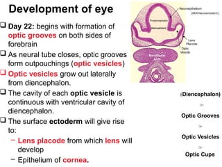 Eye Development by Dr. Rabia Inam Gandapore.pptx