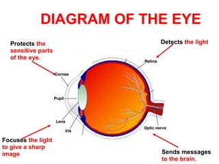 The eye pdf | PPT