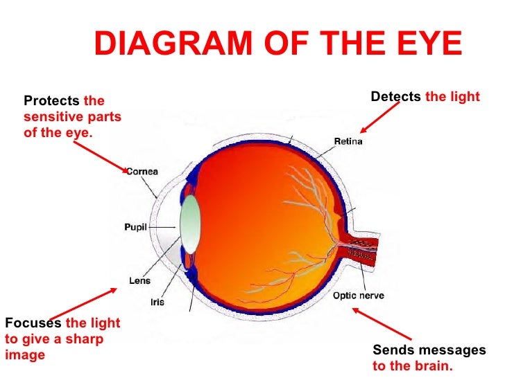 The eye pdf
