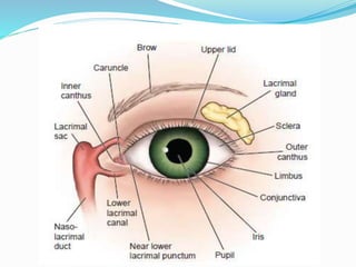 Eye Disorders.pptx | Eye and Vision Conditions | Diseases and Conditions