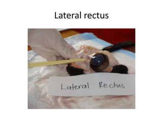 Eye Dissection Ppt | PPTX