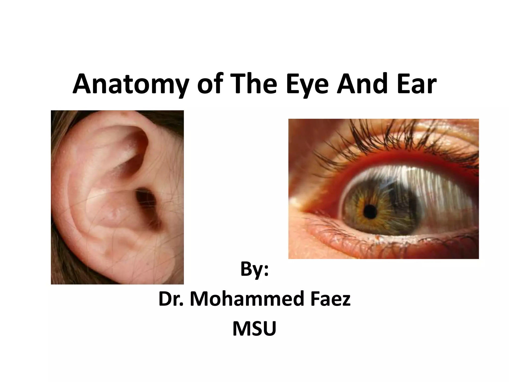 Anatomy of The Eye And Ear | PPT