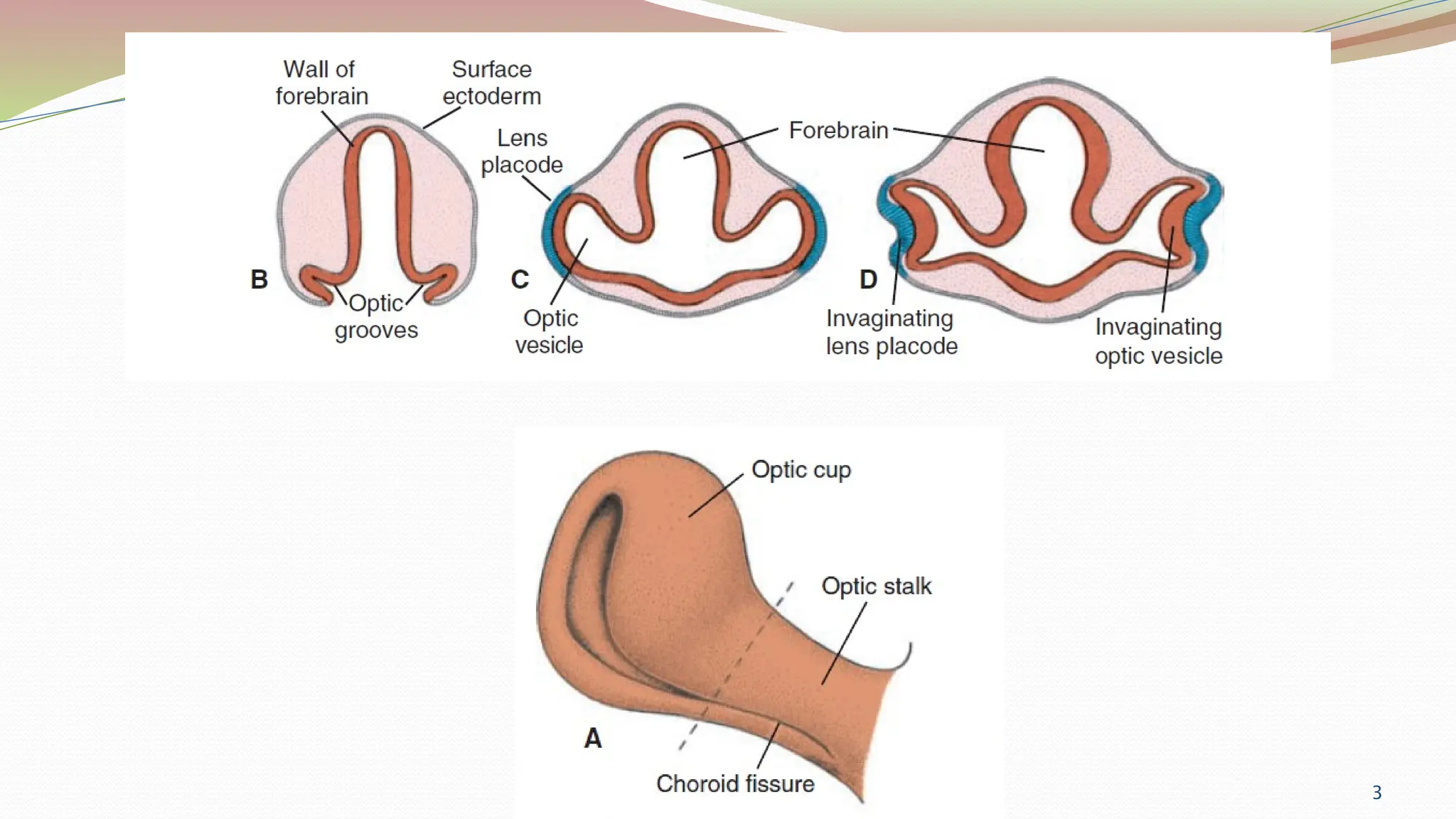 eye_embryology.pptx /eye development/neuroanatomy | PPTX
