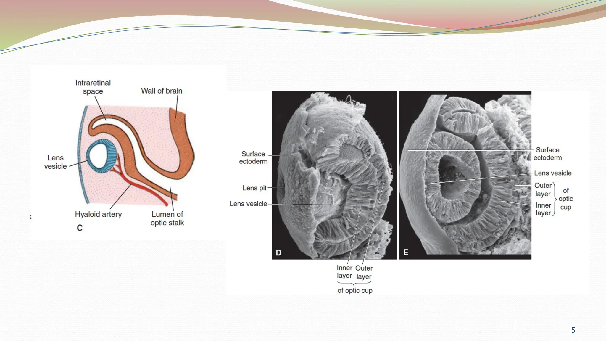 eye_embryology.pptx /eye development/neuroanatomy | PPTX