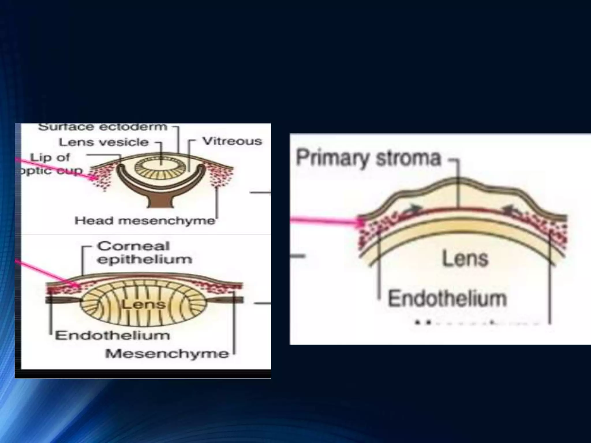 Eye embryology | PPT