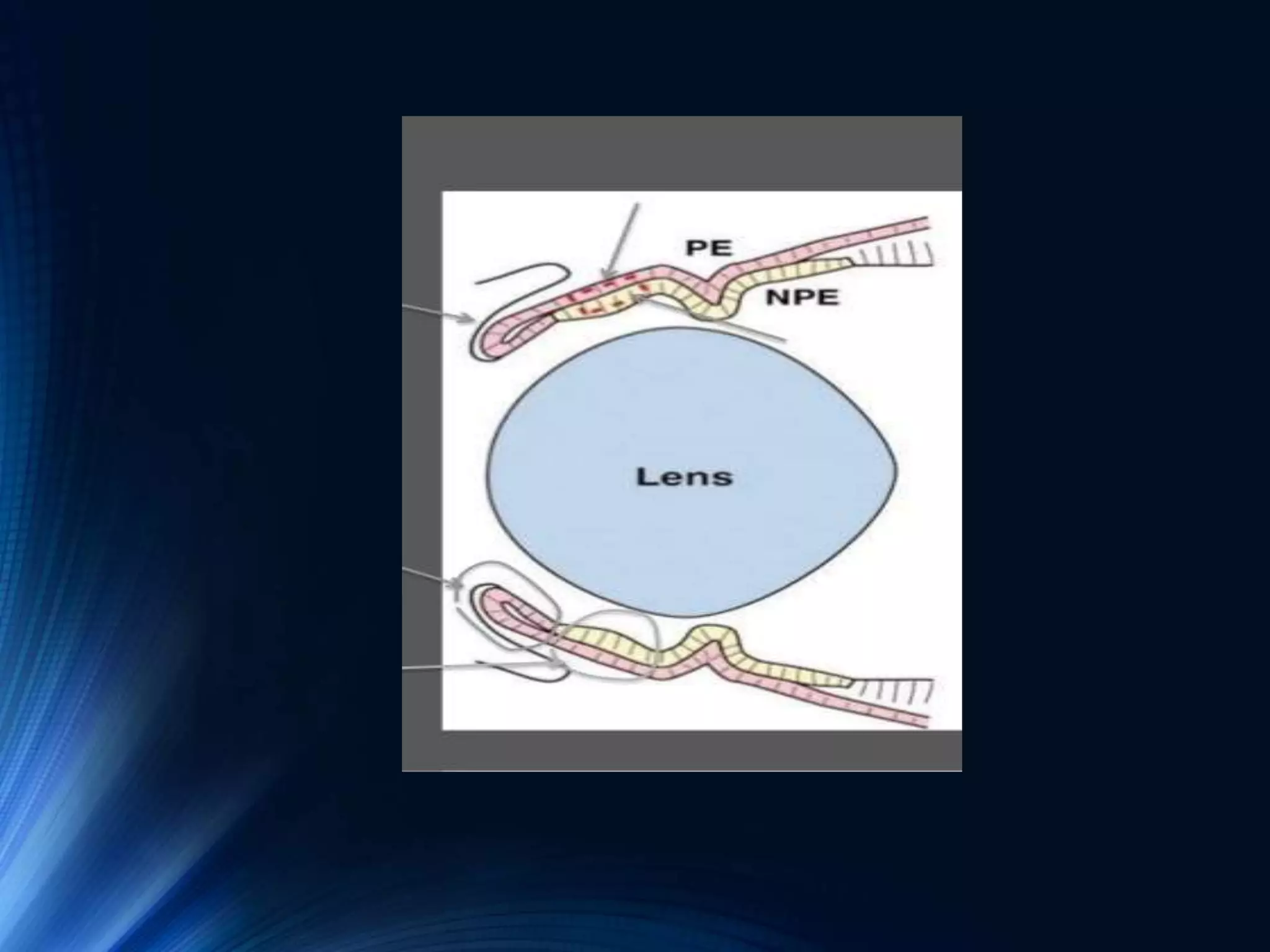 Eye embryology | PPT