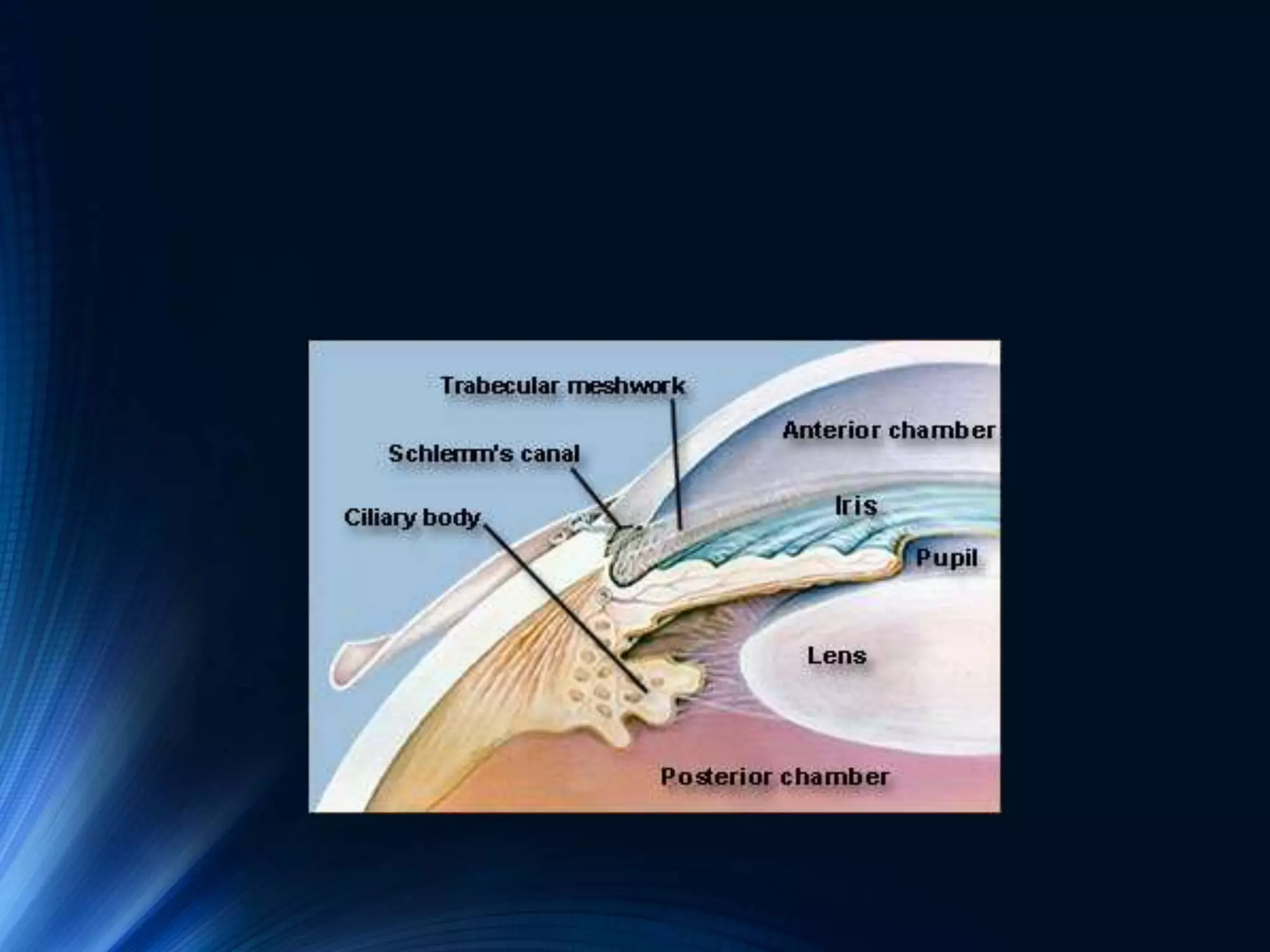 Eye embryology | PPT