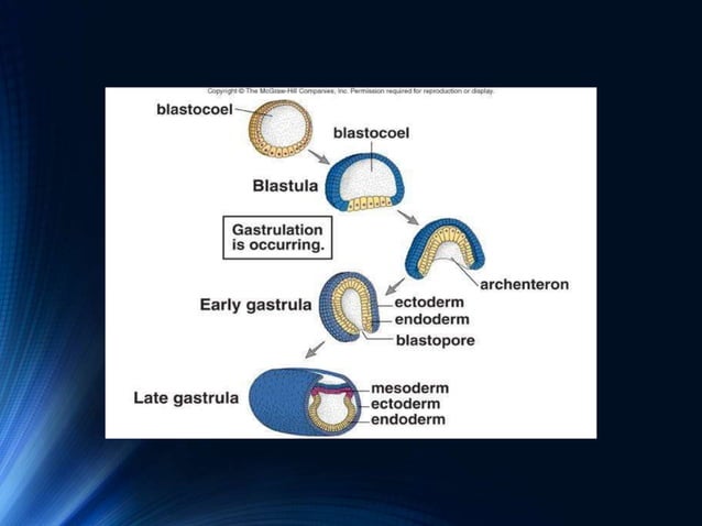 Eye embryology | PPT