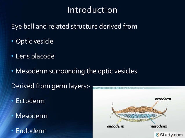 Eye embryology | PPT
