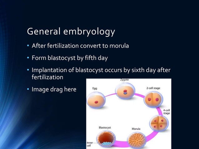 Eye embryology | PPT