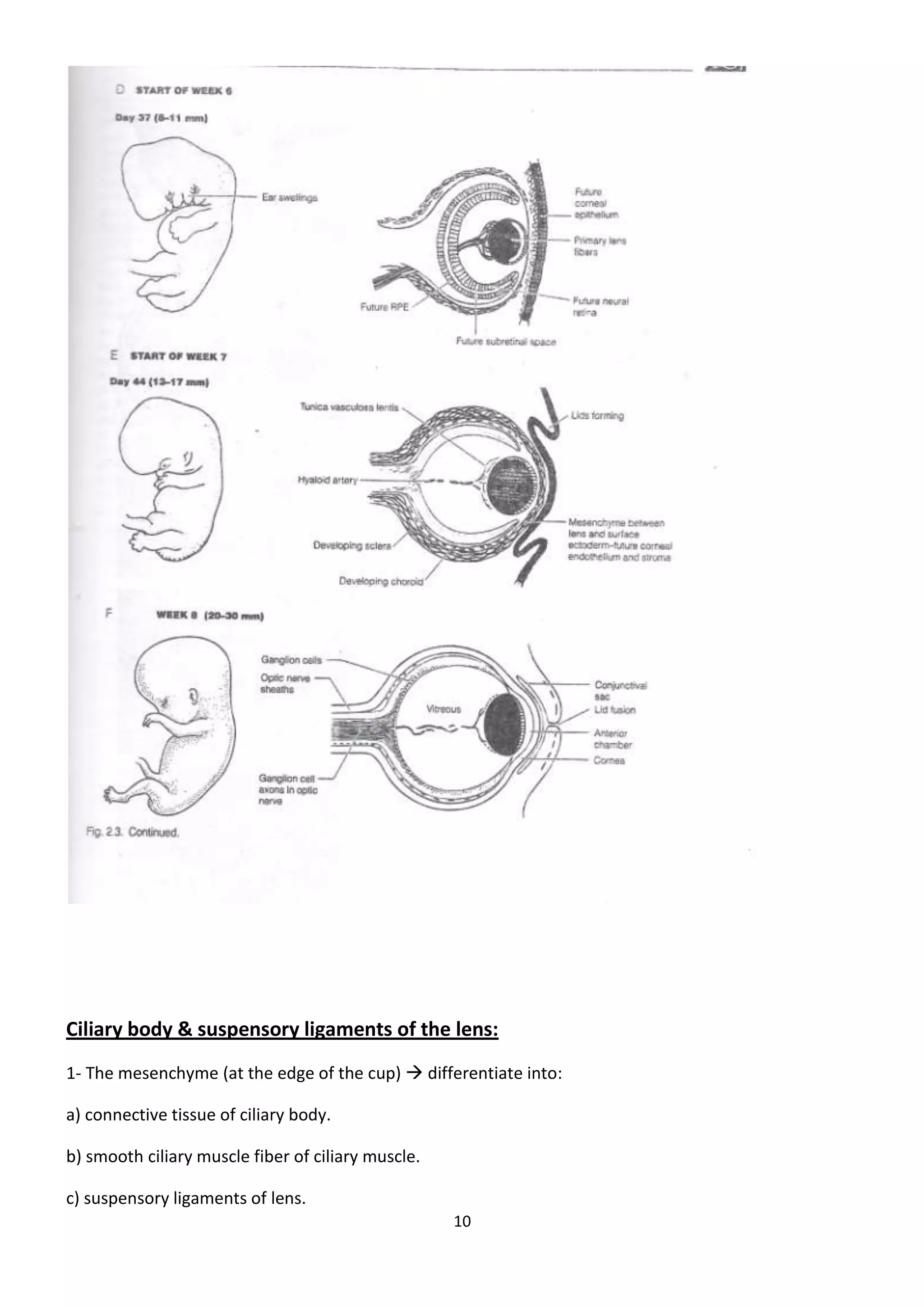 Eye Embryology- basic (my notes) | DOCX