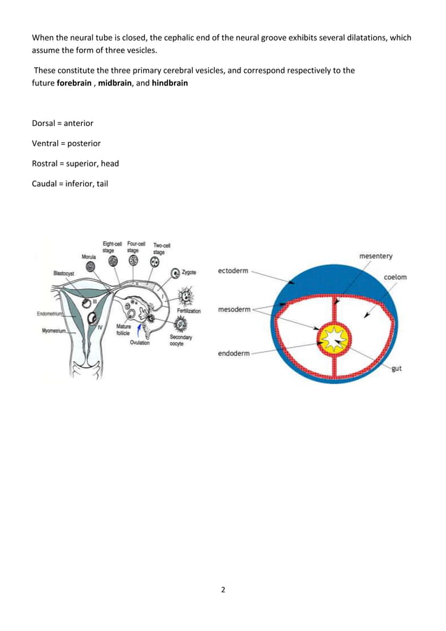 Eye Embryology- basic (my notes) | DOCX