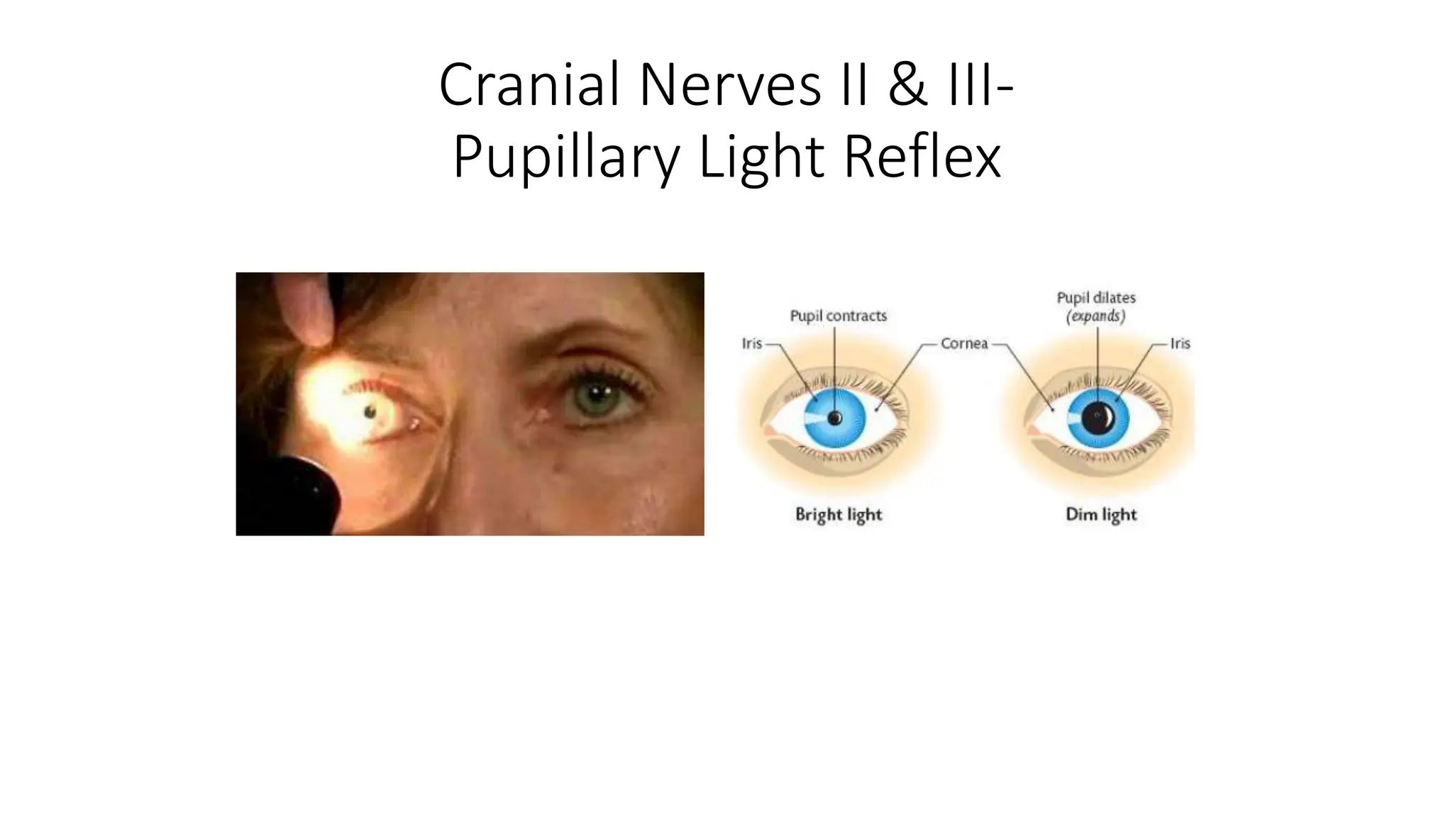 EYE Examination.pptx- ANATOMY AND PHYSIOLOGY | PPT