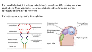 Embryology of eye- Anatomical Considerations | PPTX