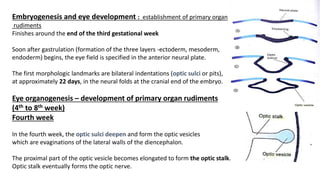 Embryology of eye- Anatomical Considerations | PPT