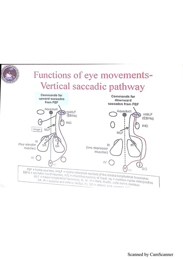 Eye movements in neurological examination : Nystagmus | PDF