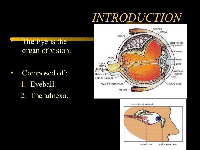 Eye lect1.html usha kannan