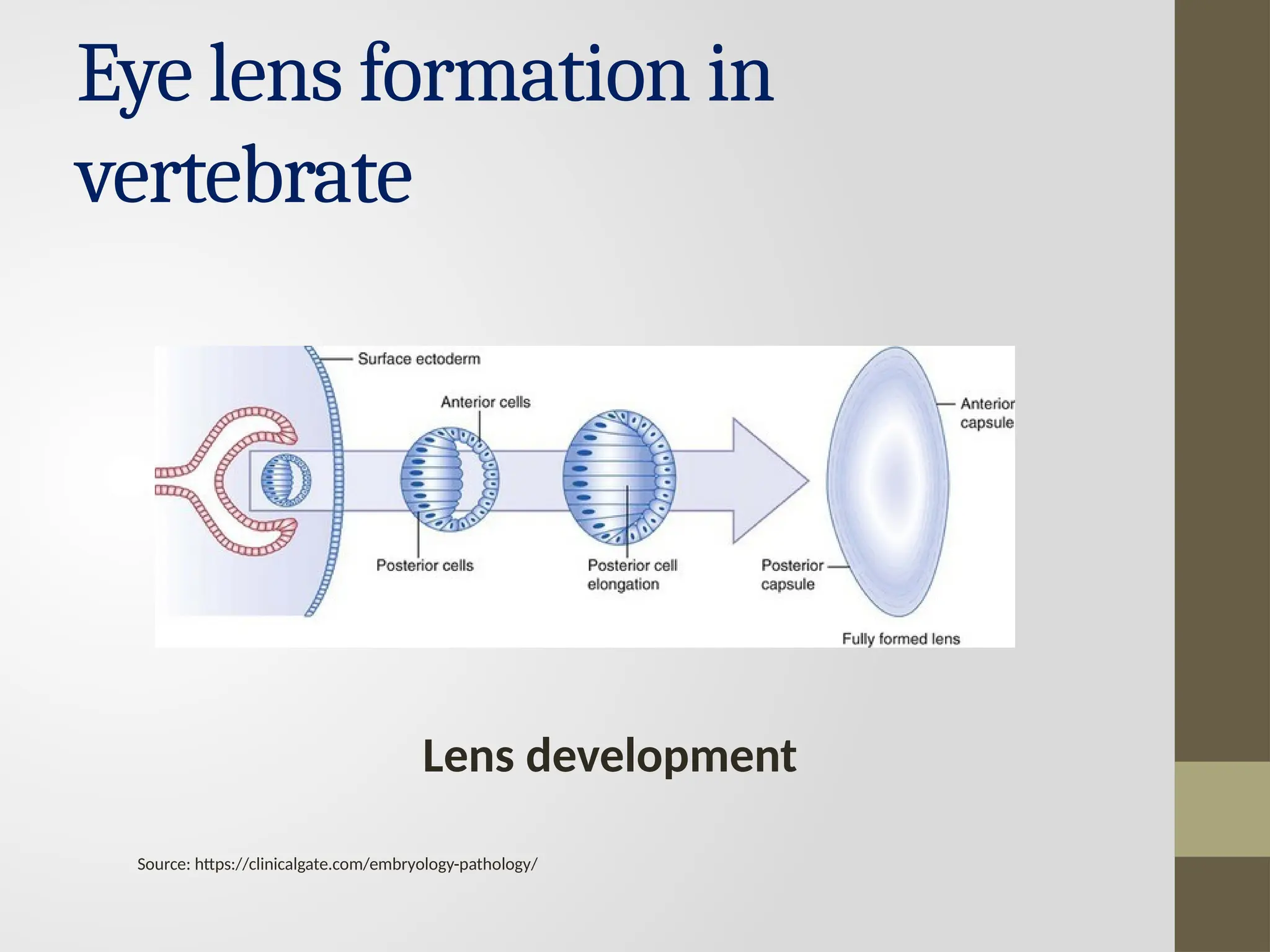 Eye lens formation in vertebrate - Dr.M.Jothimuniyandi | PPTX