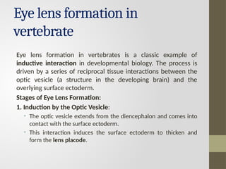 Eye lens formation in vertebrate - Dr.M.Jothimuniyandi | PPTX