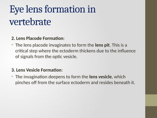 Eye lens formation in vertebrate - Dr.M.Jothimuniyandi | PPTX