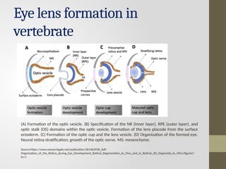 Eye lens formation in vertebrate - Dr.M.Jothimuniyandi | PPTX