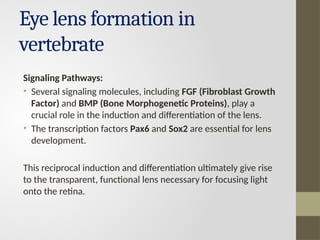Eye lens formation in vertebrate - Dr.M.Jothimuniyandi | PPTX