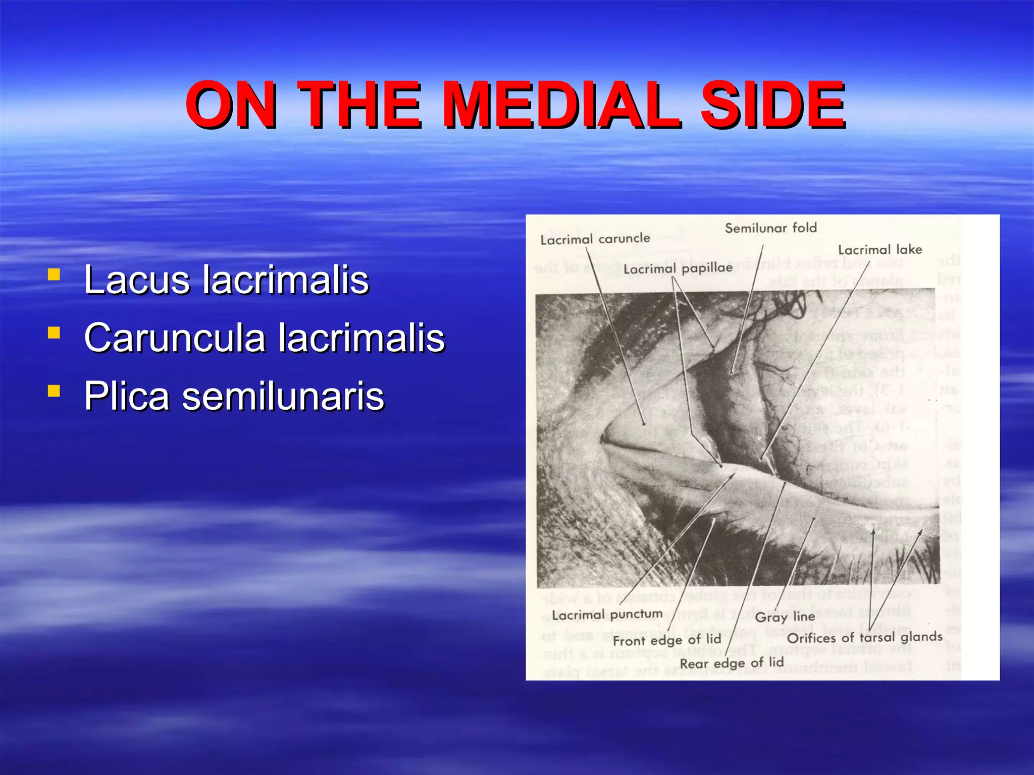 eyelid alnatomy | PPT