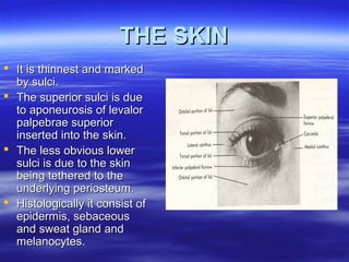 eyelid alnatomy | PPT
