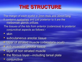 eyelid alnatomy | PPT