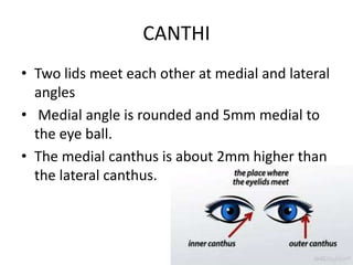 Eyelid | PPT