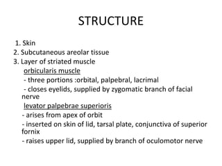 Eyelid | PPTX