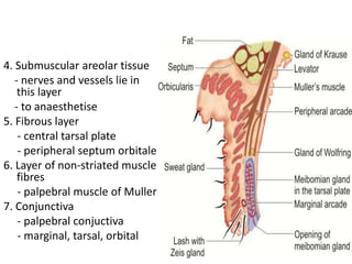 Eyelid | PPTX