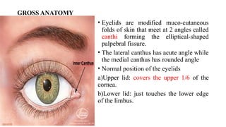 EYE LID. Diseases and anatomy for undergraduate | PPT