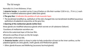EYE LID. Diseases and anatomy for undergraduate | PPT