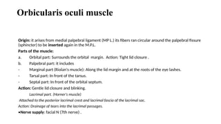 EYE LID. Diseases and anatomy for undergraduate | PPTX