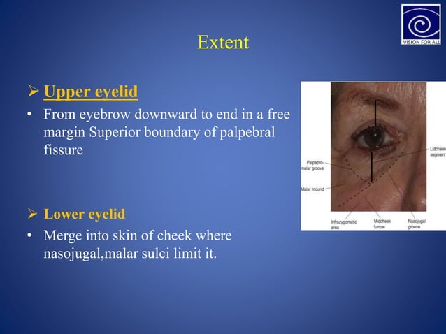 Eyelid | PPTX | Eye and Vision Conditions | Diseases and Conditions