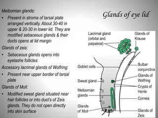 Eye lid anatomy | PPTX