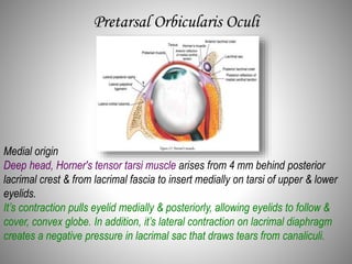 Eye lid anatomy | PPTX
