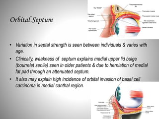Eye lid anatomy | PPTX