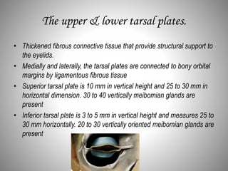 Eye lid anatomy | PPTX