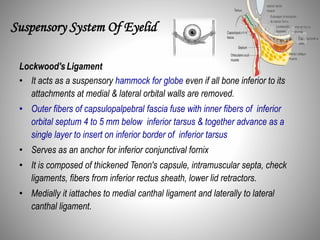 Eye lid anatomy | PPTX