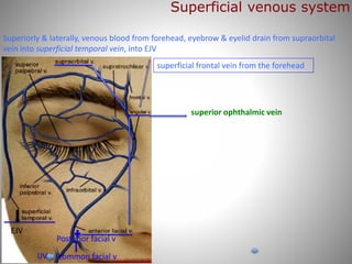 Eye lid anatomy | PPTX