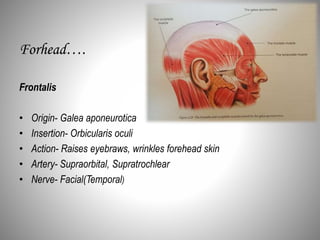Eye lid anatomy | PPTX