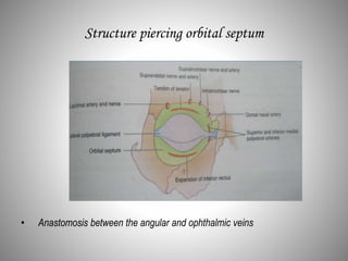 Orbital Septum Cadaver