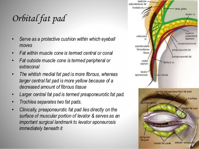 Eye lid anatomy