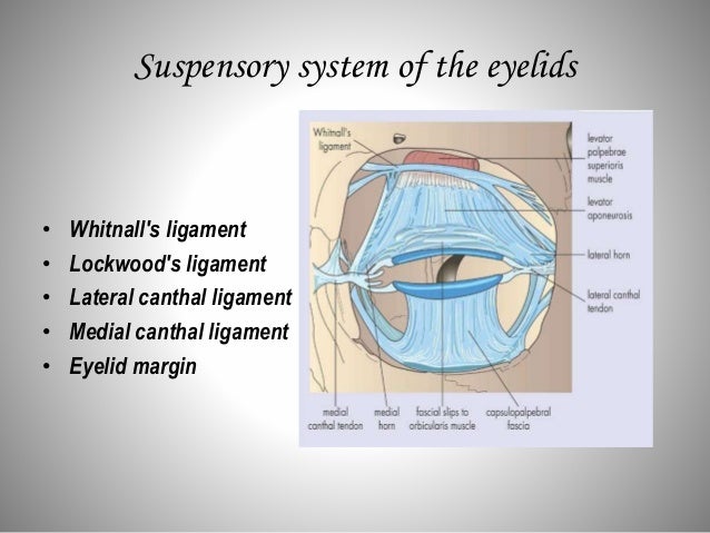 Eye lid anatomy